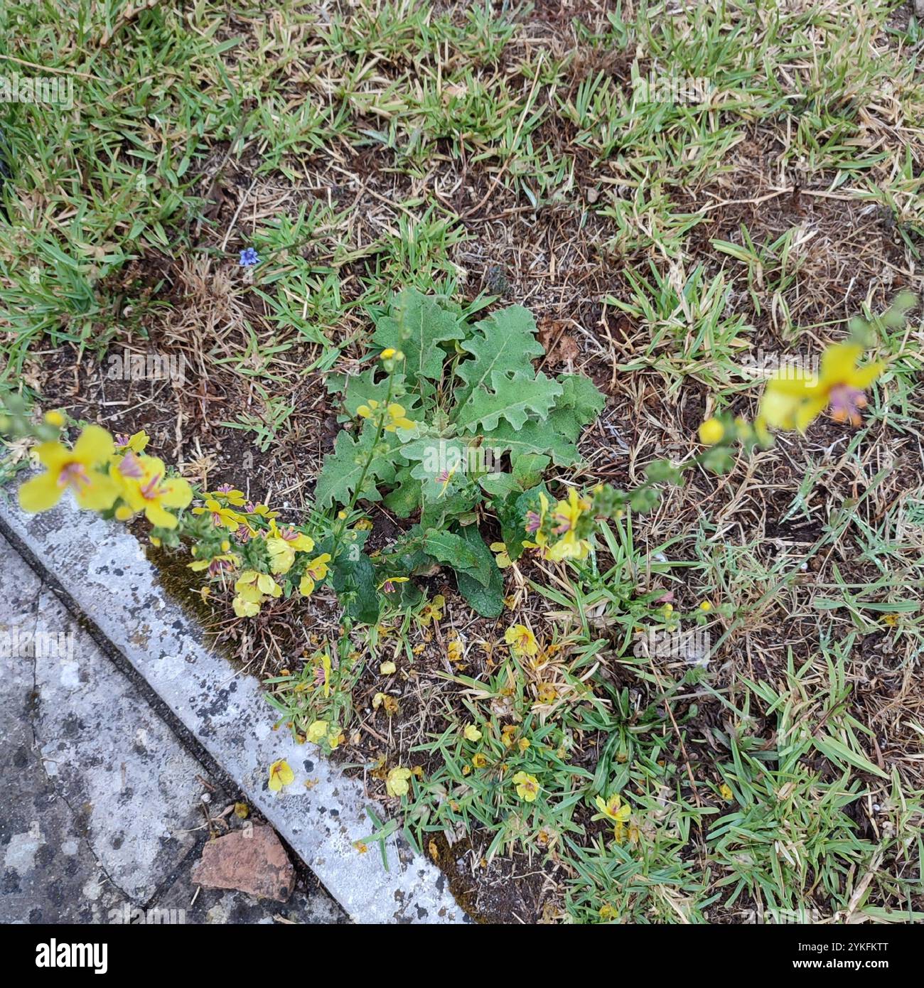 Wavyleaf mullein hi-res stock photography and images - Alamy