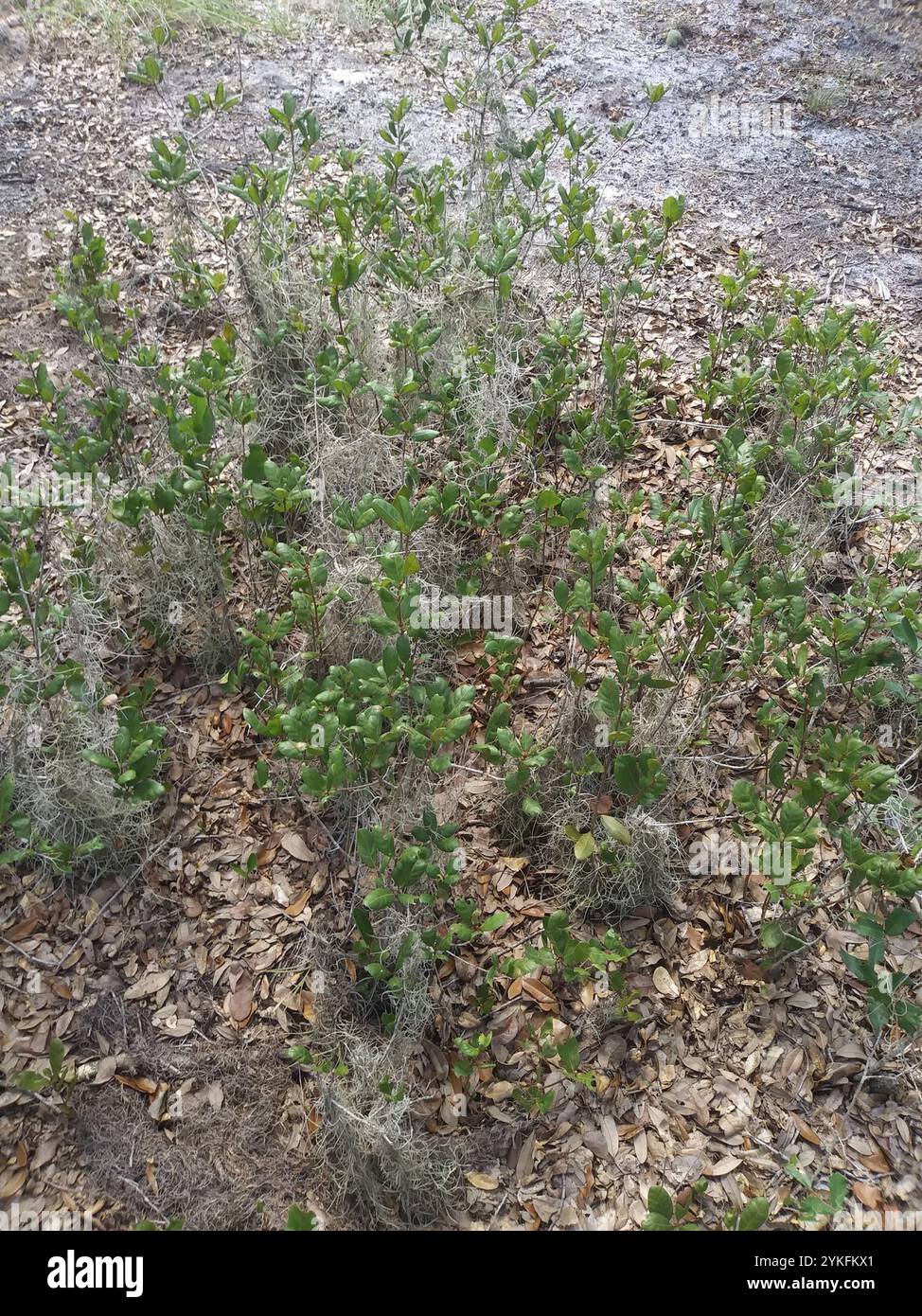 Myrtle Oak (Quercus myrtifolia Stock Photo - Alamy