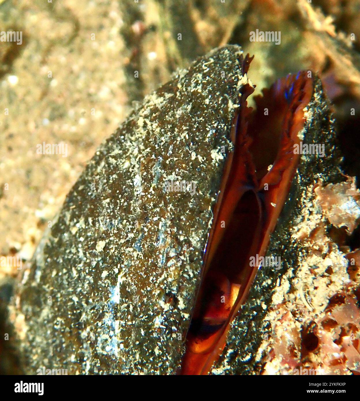 Blue Mussel Complex (Mytilus edulis Stock Photo - Alamy