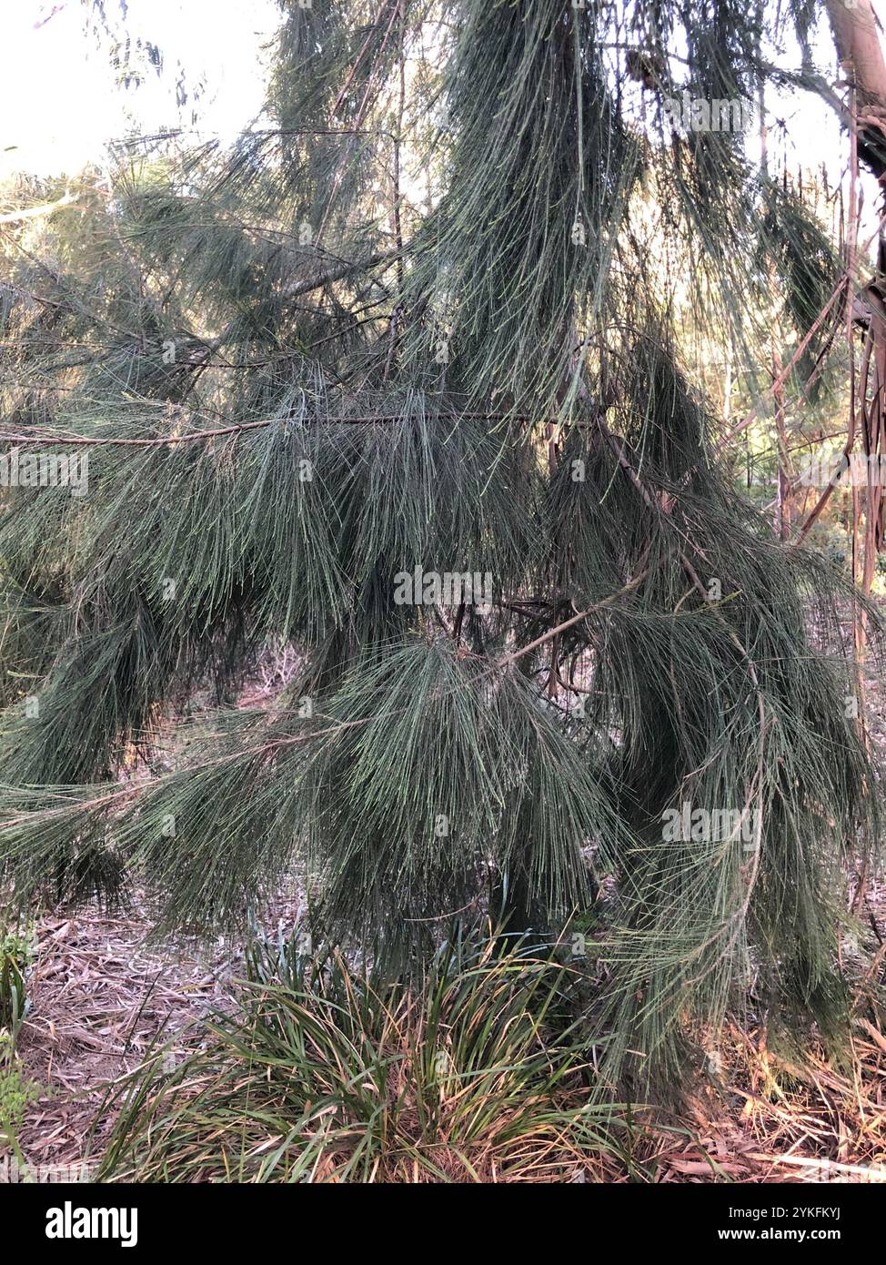 Sheoaks hi-res stock photography and images - Alamy