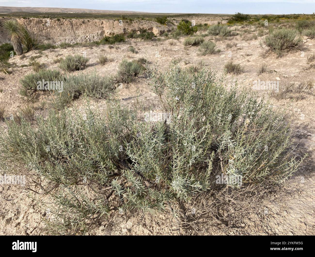 Frosted Mint (Poliomintha incana Stock Photo - Alamy