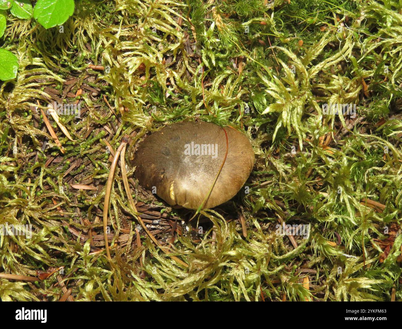 Western Gilled Bolete (Phylloporus arenicola Stock Photo - Alamy