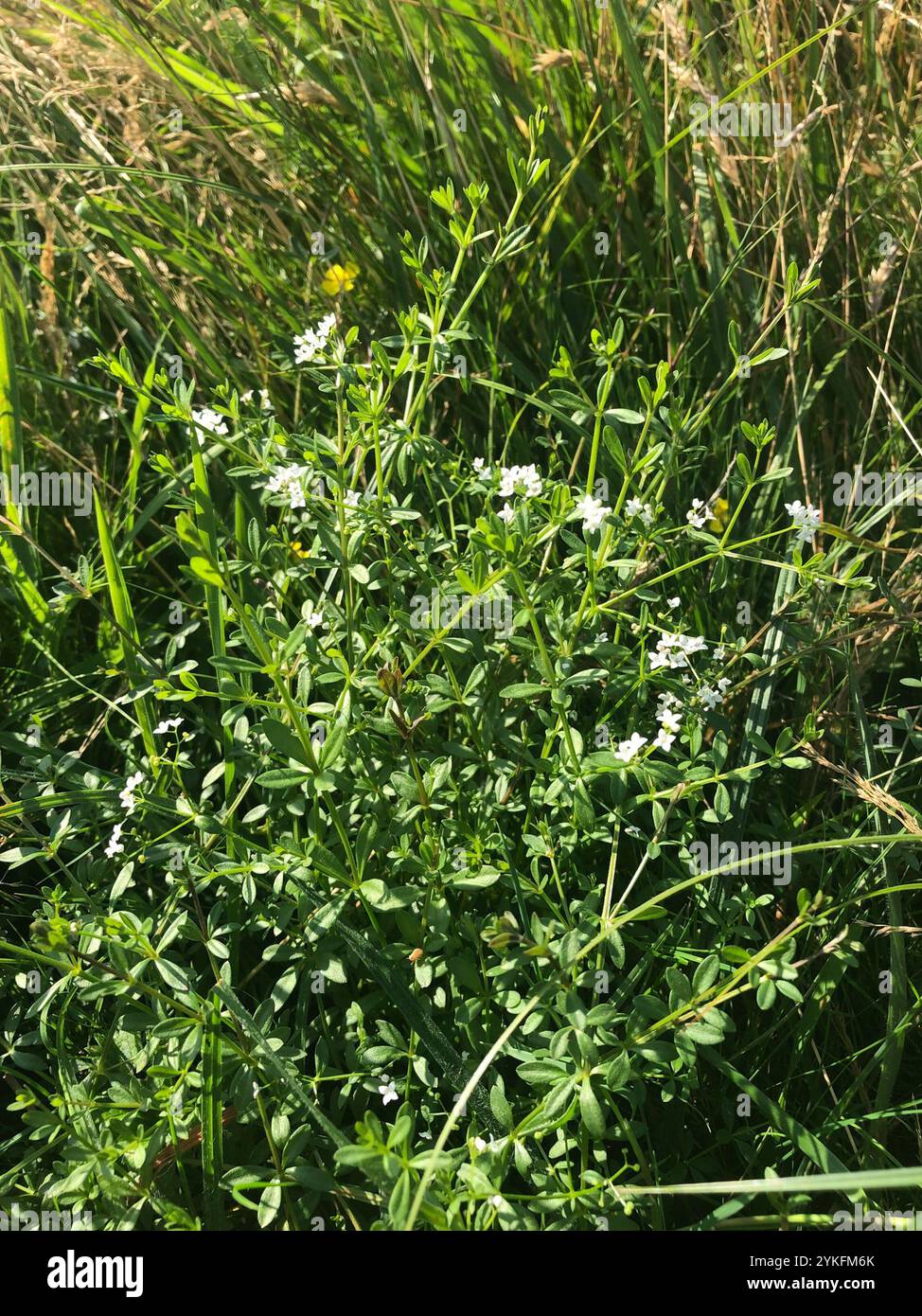 Common Marsh-bedstraw (Galium palustre Stock Photo - Alamy
