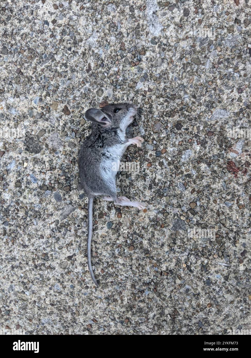North american deer mice hi-res stock photography and images - Alamy