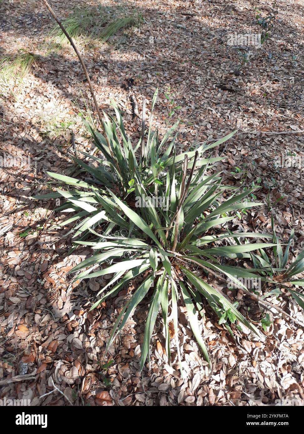 common yucca (Yucca filamentosa Stock Photo - Alamy