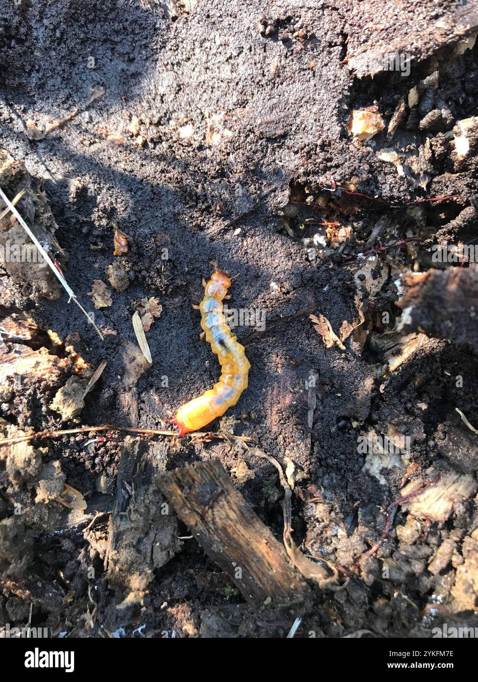 Fire-colored Beetles (Pyrochroidae Stock Photo - Alamy