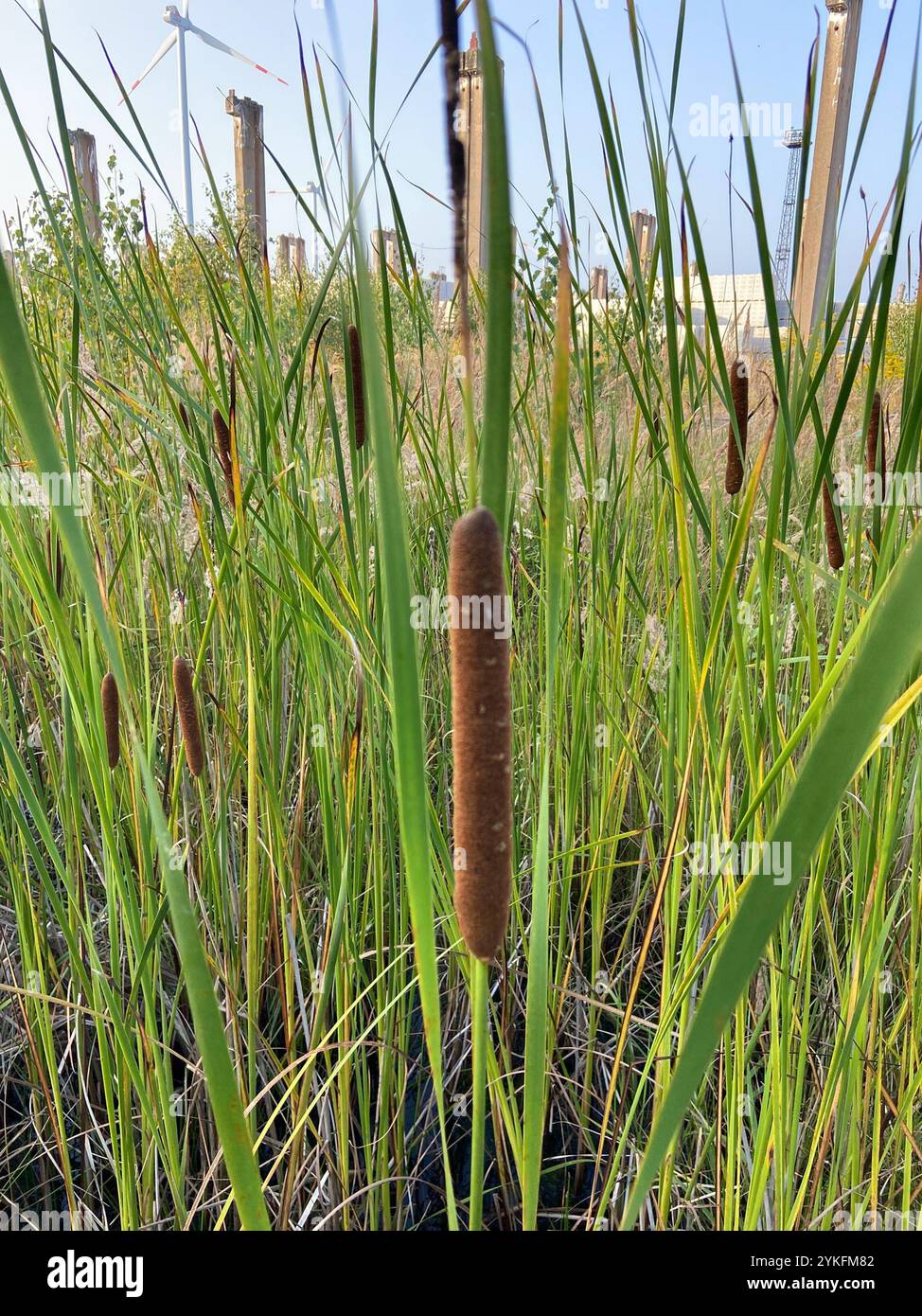 narrow-leaved cattail (Typha angustifolia Stock Photo - Alamy
