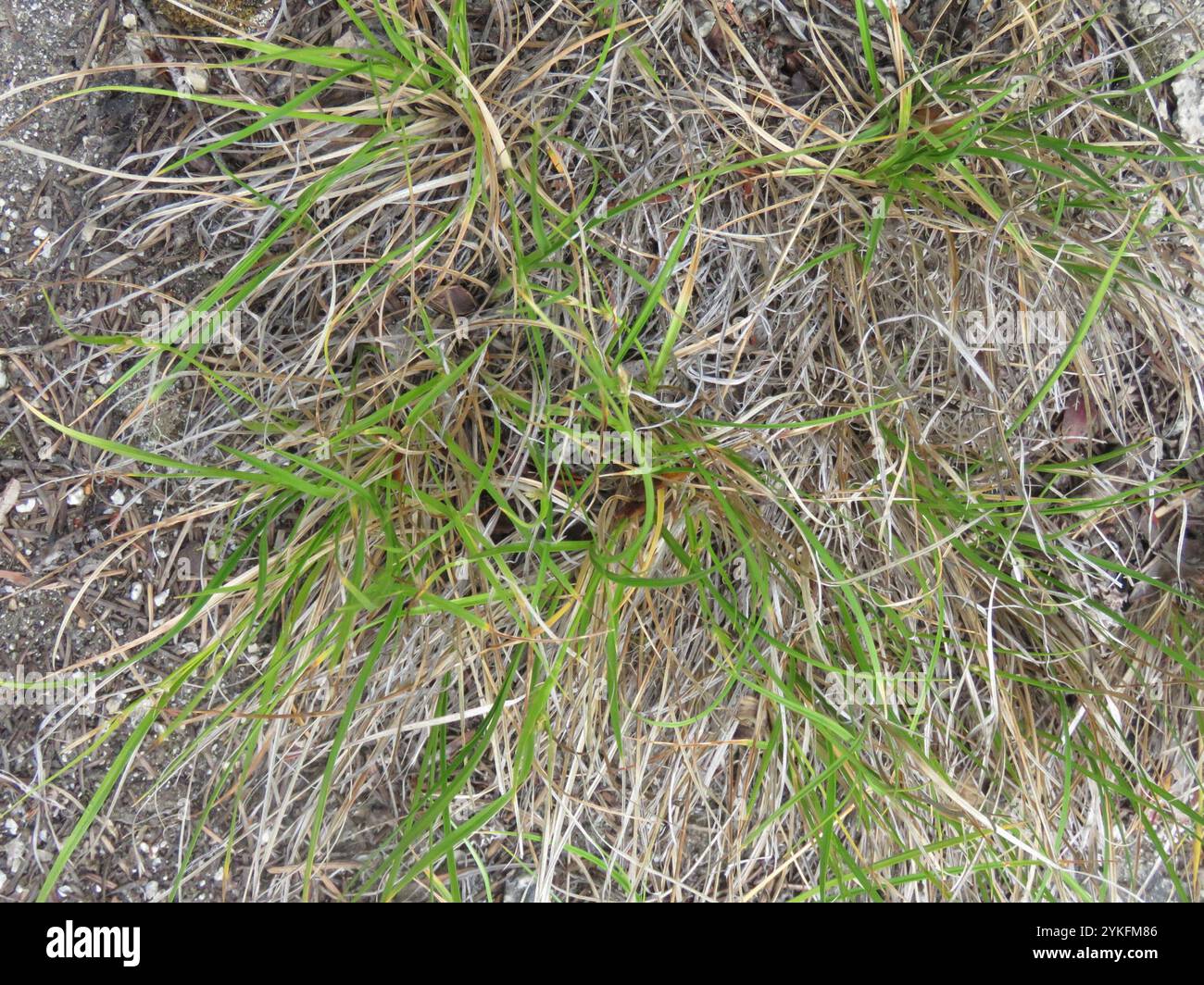 true sedges (Carex Stock Photo - Alamy