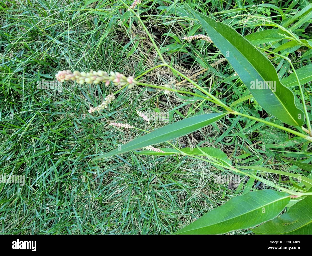 pinkweed (Persicaria pensylvanica Stock Photo - Alamy