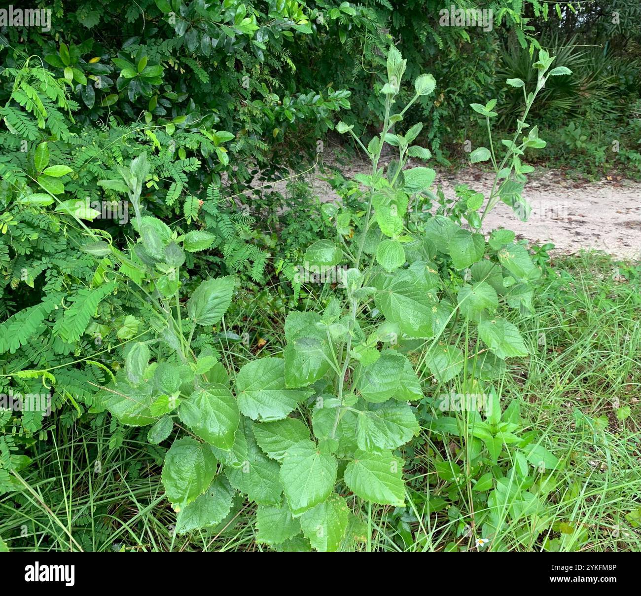 flannel weed (Sida cordifolia Stock Photo - Alamy