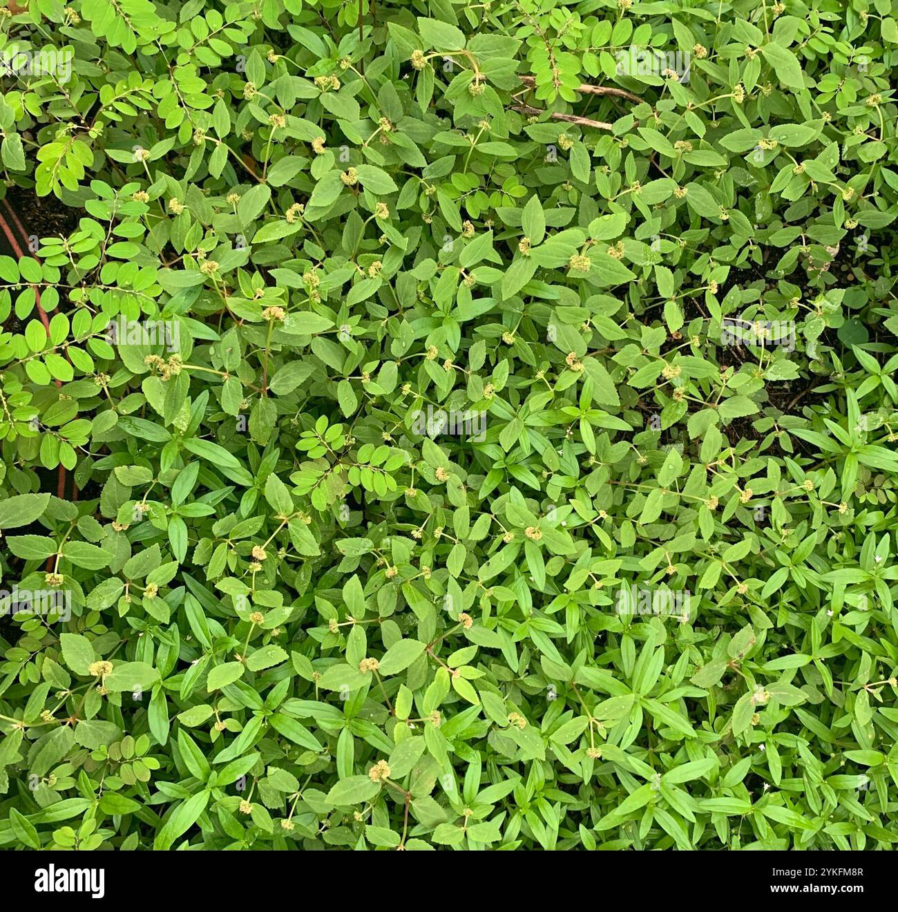 Florida Hammock Sandmat (Euphorbia ophthalmica Stock Photo - Alamy