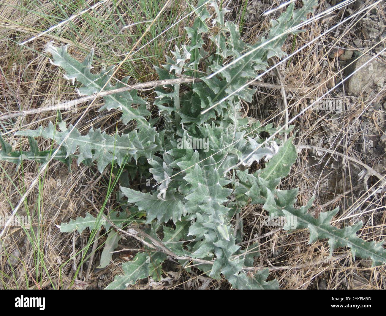 wavyleaf thistle (Cirsium undulatum Stock Photo - Alamy