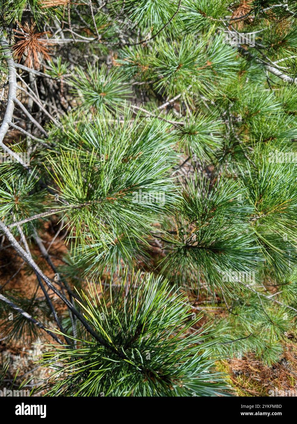 western white pine (Pinus monticola Stock Photo - Alamy