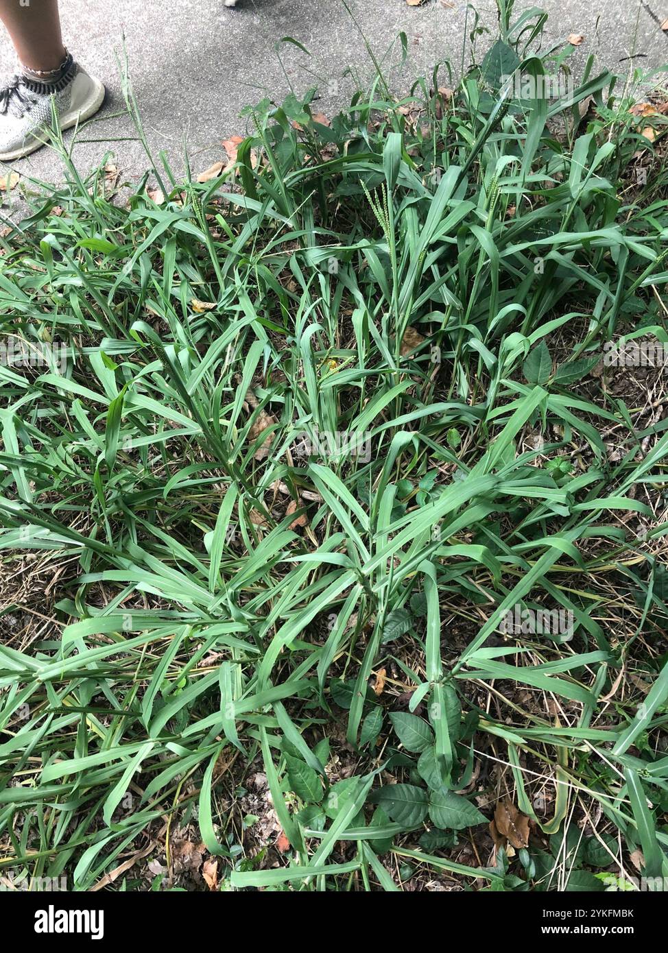 (Paspalum pubiflorum glabrum Stock Photo - Alamy