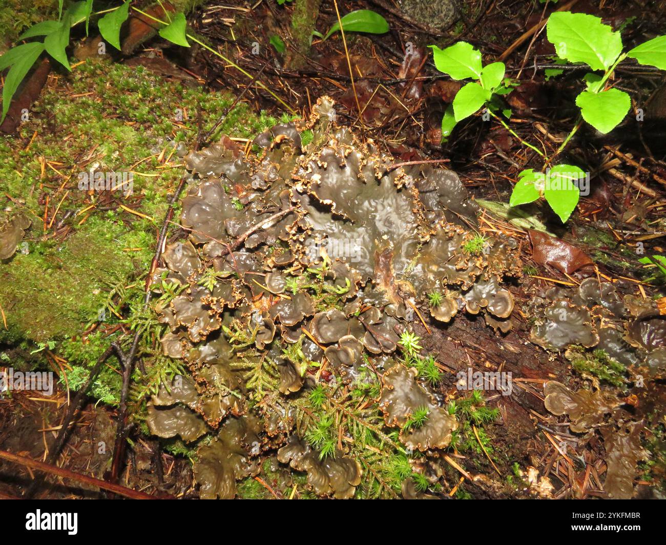tree pelt lichen (Peltigera collina Stock Photo - Alamy