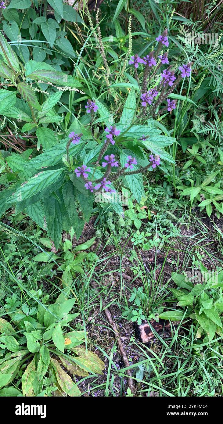 blue vervain (Verbena hastata Stock Photo - Alamy