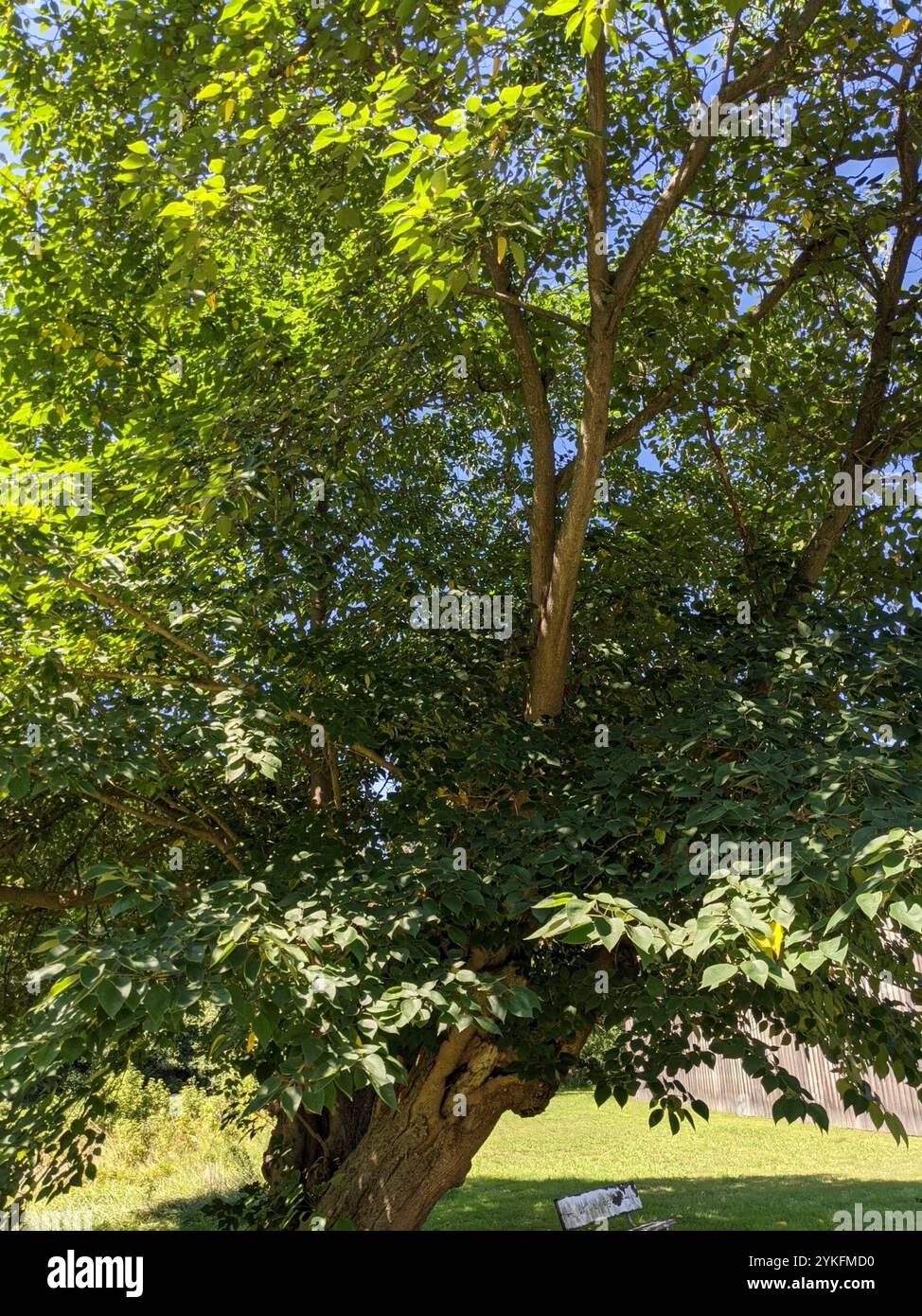 red mulberry (Morus rubra Stock Photo - Alamy