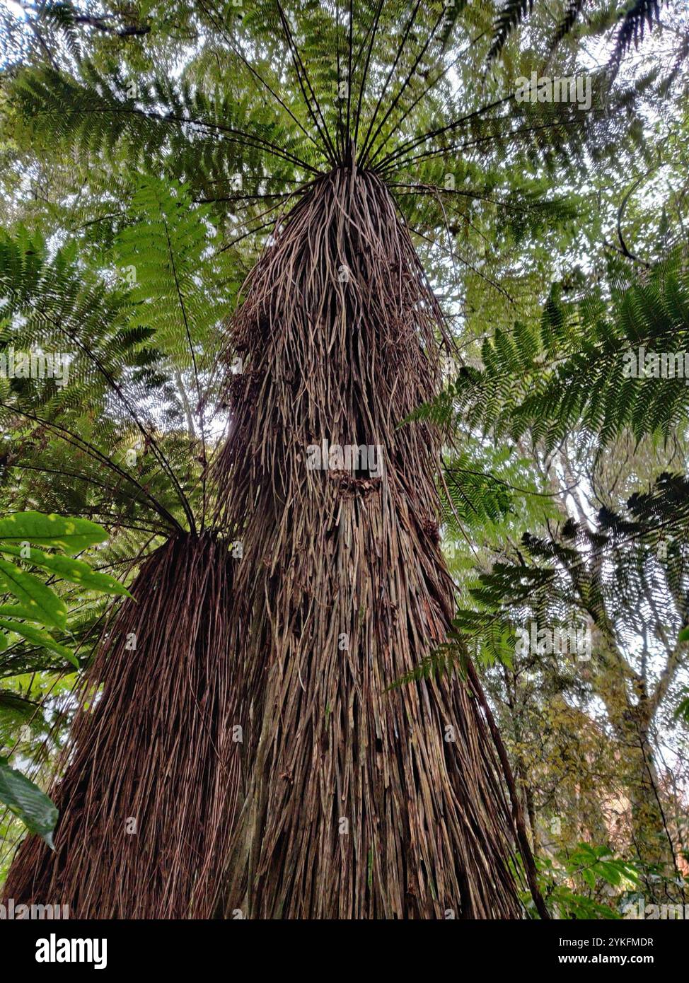 Smiths tree fern hi-res stock photography and images - Alamy