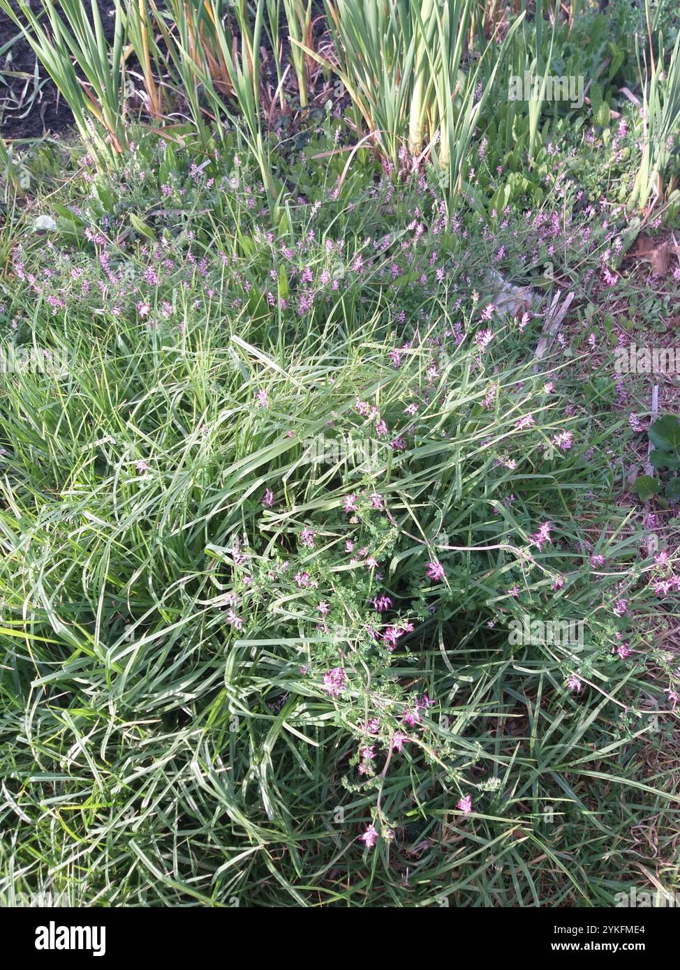 Common ramping fumitory hi-res stock photography and images - Alamy