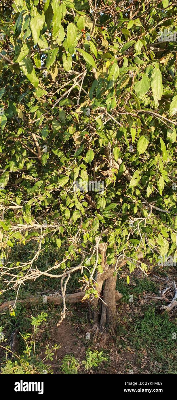 Kamala (Mallotus philippensis Stock Photo - Alamy