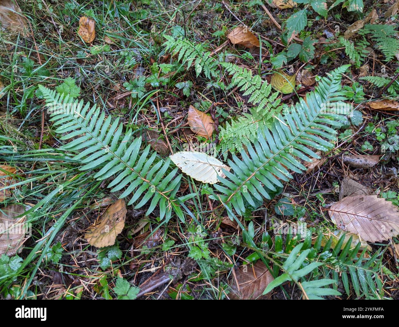 western sword fern (Polystichum munitum Stock Photo - Alamy