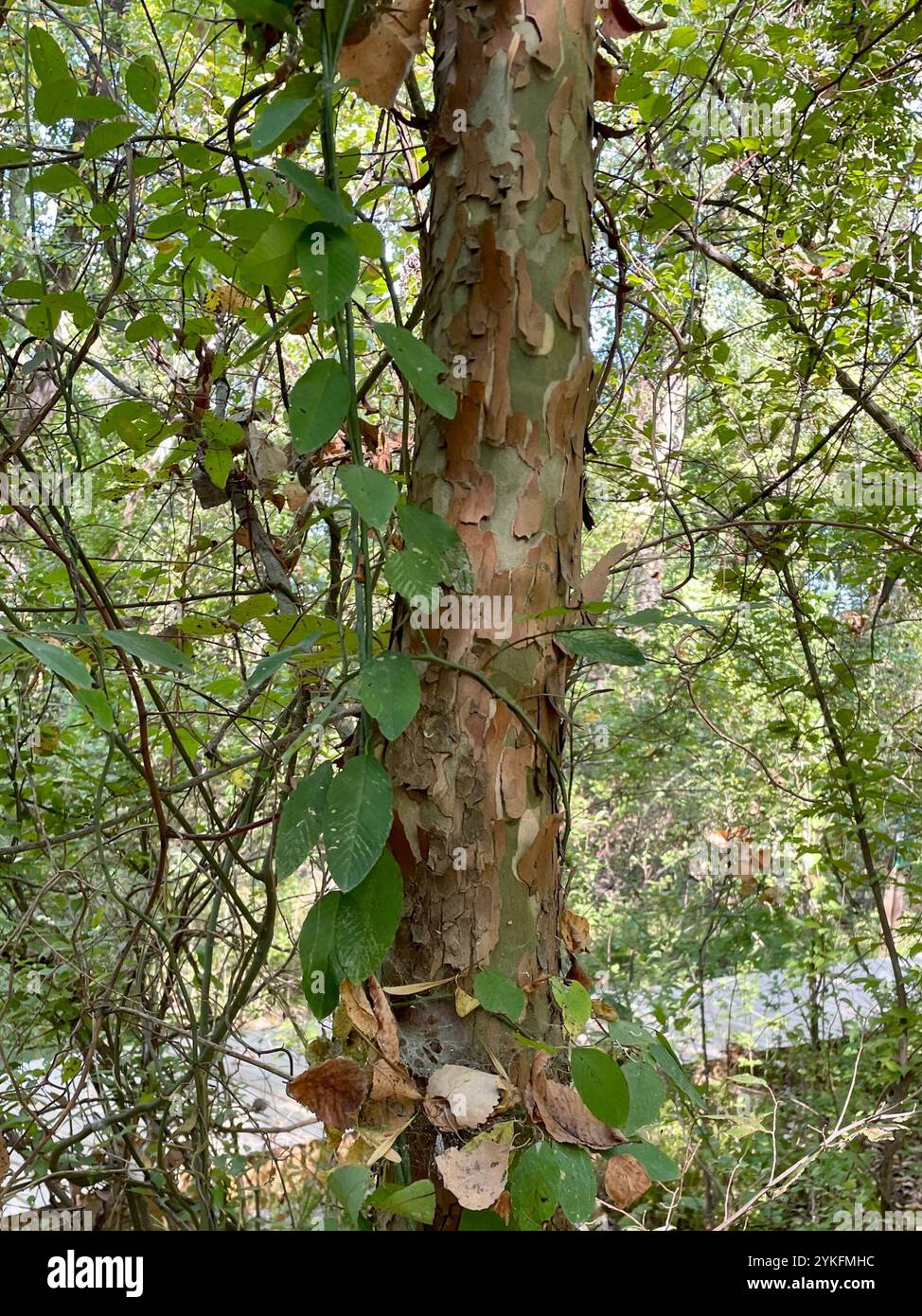 American sycamore (Platanus occidentalis Stock Photo - Alamy
