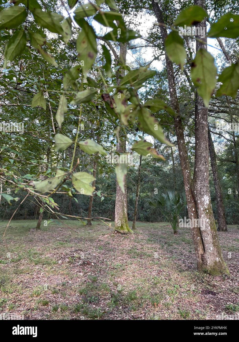 Winged Elm (Ulmus alata Stock Photo - Alamy