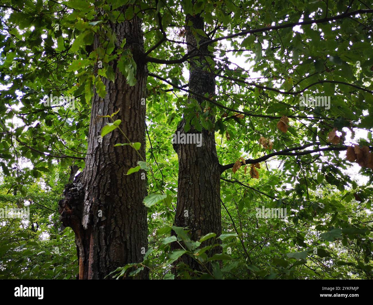Turkey Oak (Quercus cerris Stock Photo - Alamy