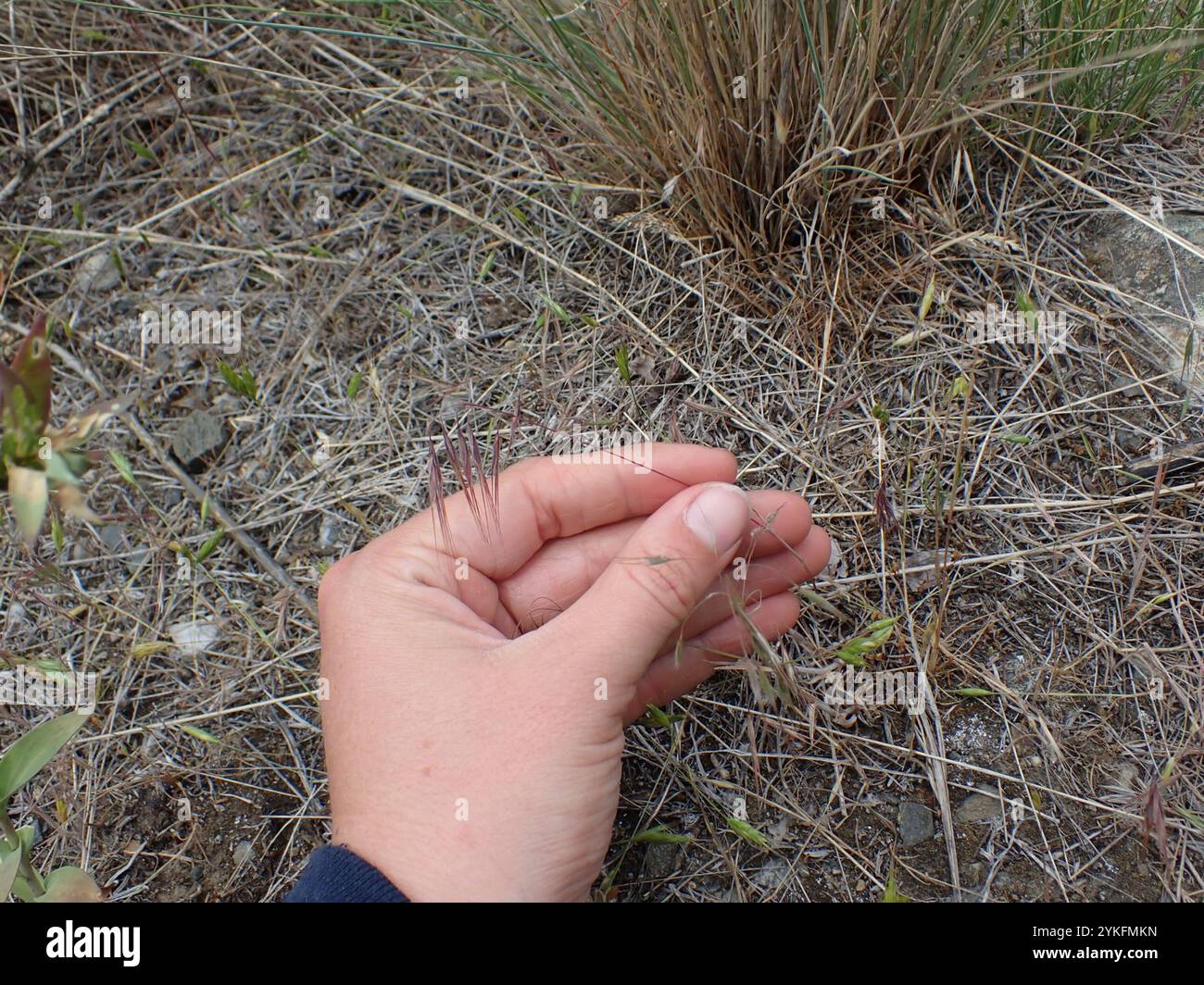 Cheatgrass (Bromus tectorum Stock Photo - Alamy