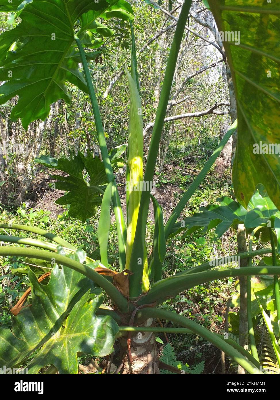 Tree Philodendron (Thaumatophyllum bipinnatifidum Stock Photo - Alamy