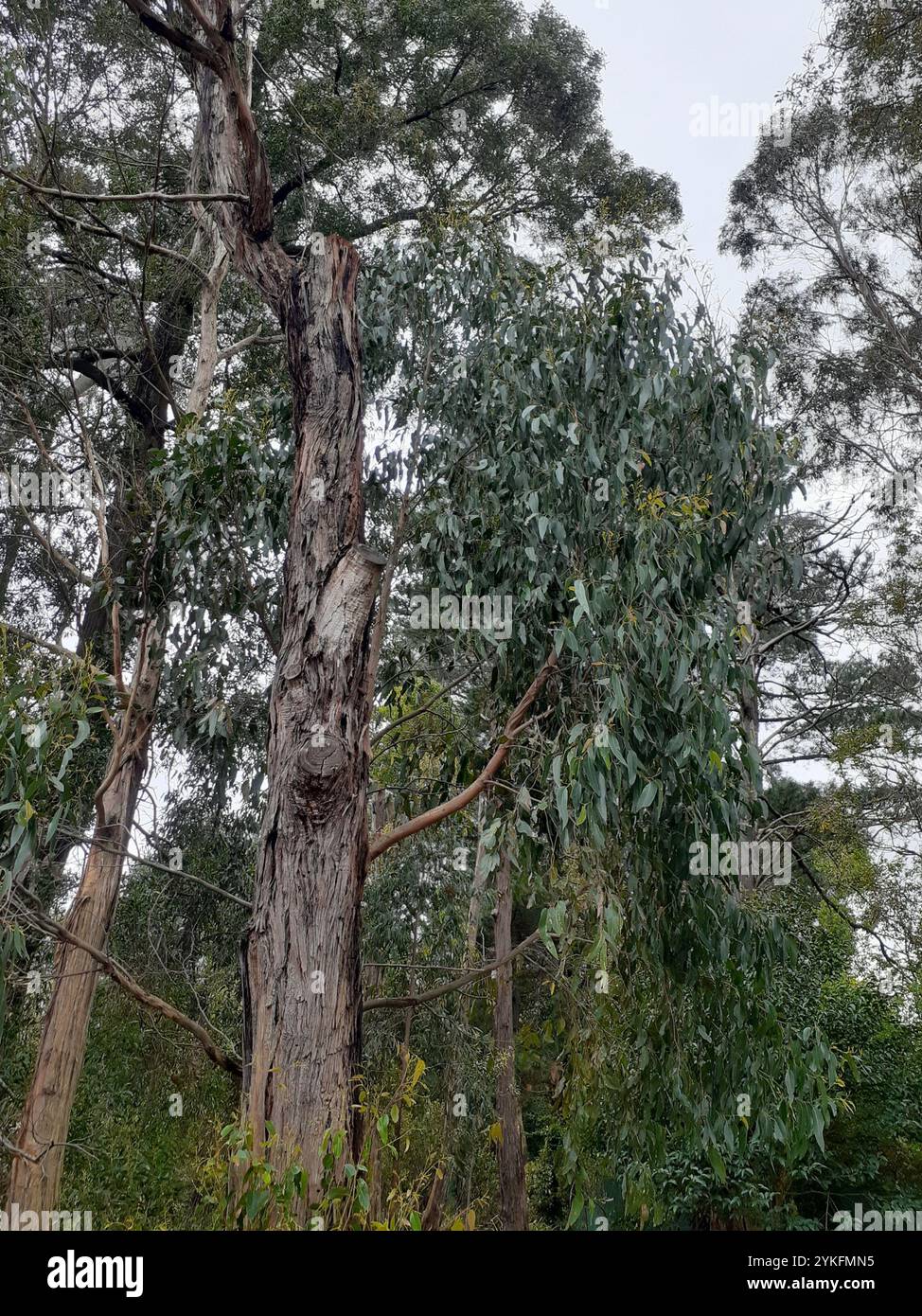 Brown-top Stringybark (Eucalyptus obliqua Stock Photo - Alamy