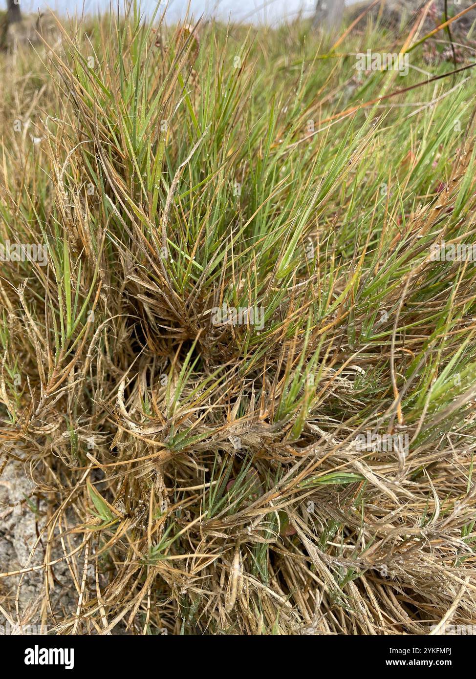 Saltgrass (Distichlis spicata Stock Photo - Alamy