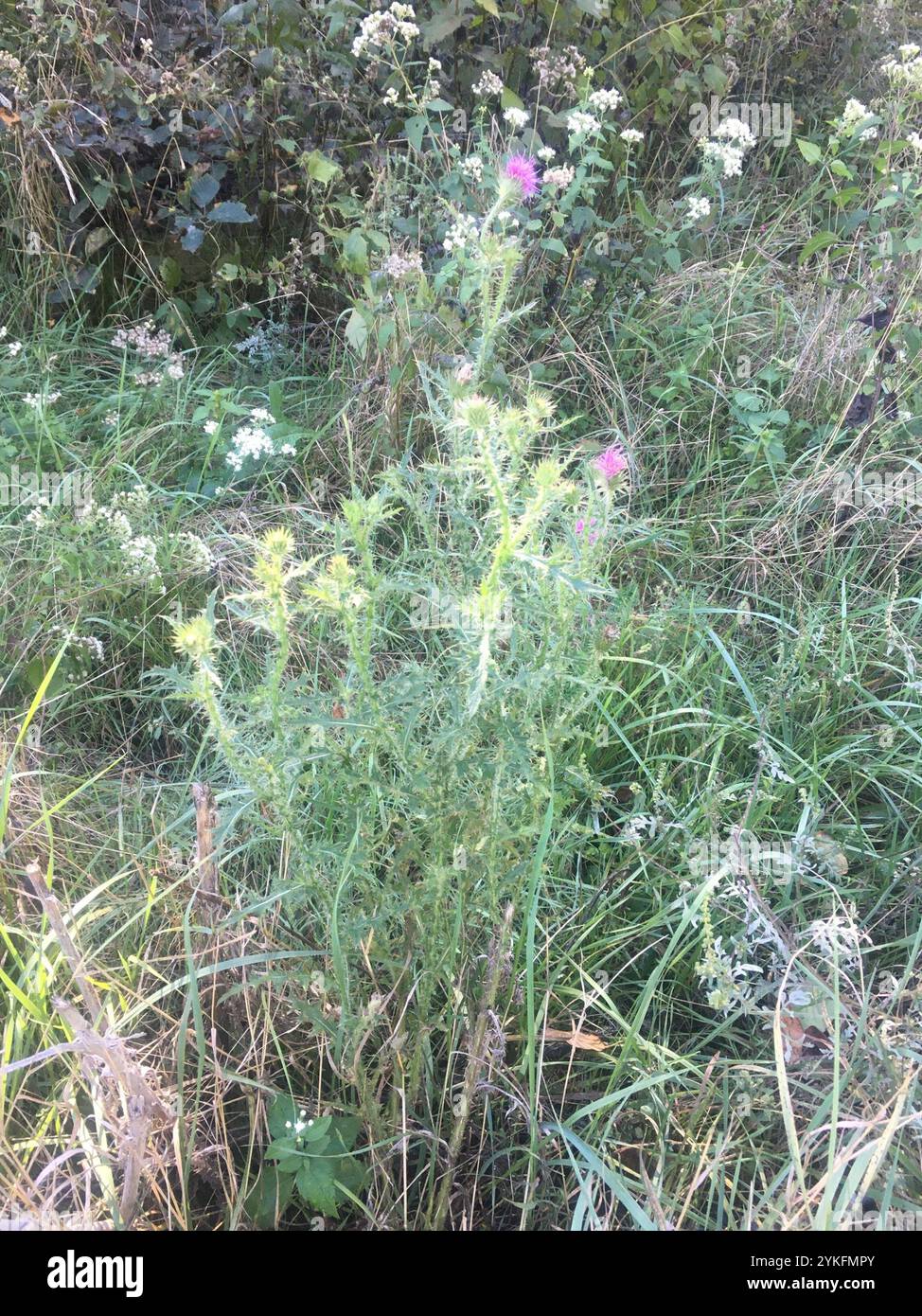 Broad winged thistle hi-res stock photography and images - Alamy