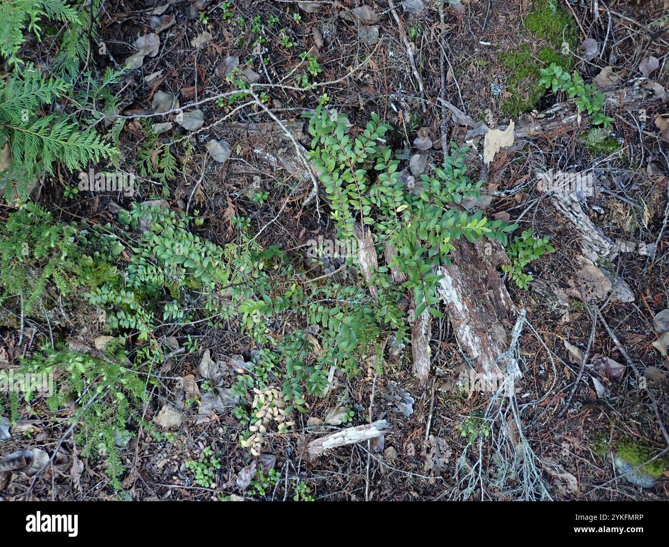 Oregon Boxwood (Paxistima myrsinites Stock Photo - Alamy