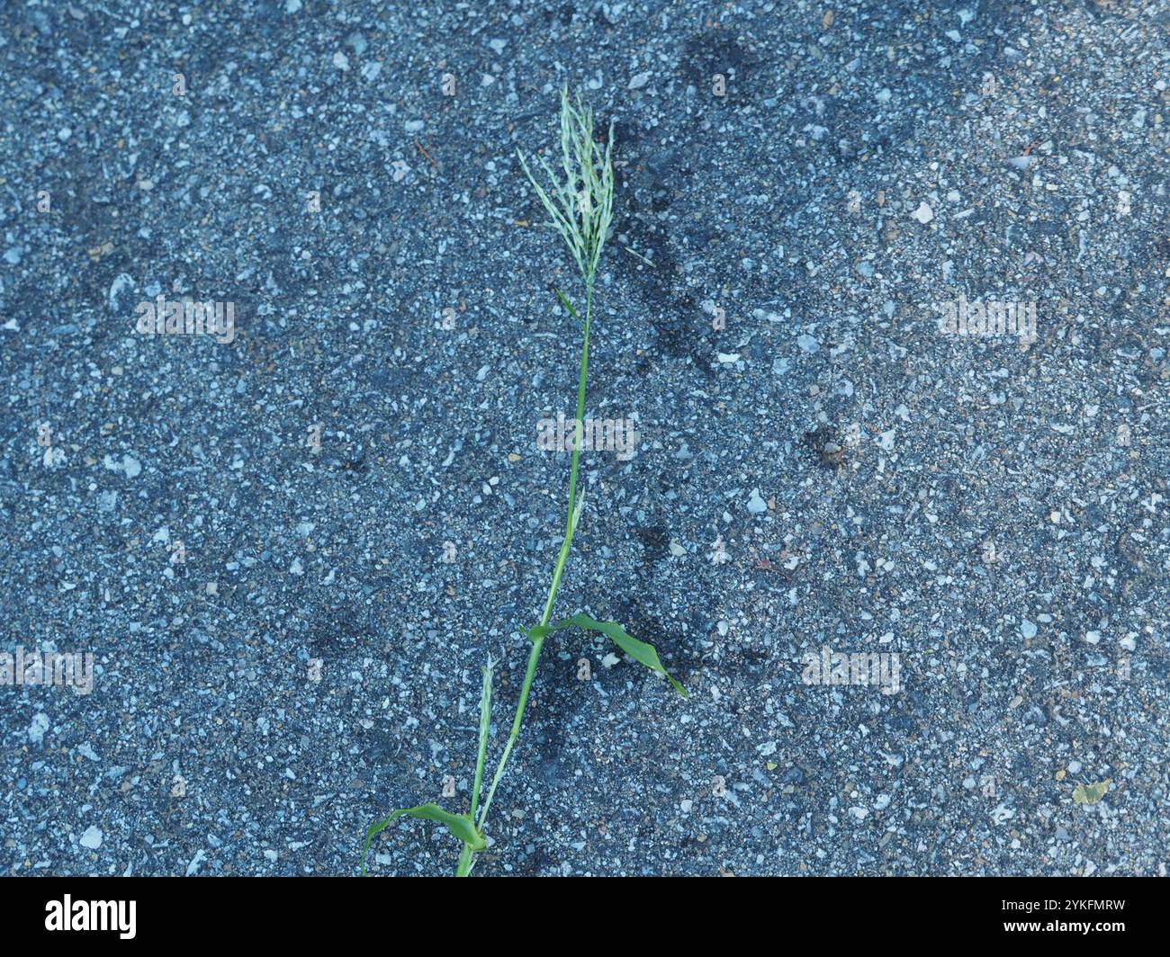 Carpetgrass hi-res stock photography and images - Alamy