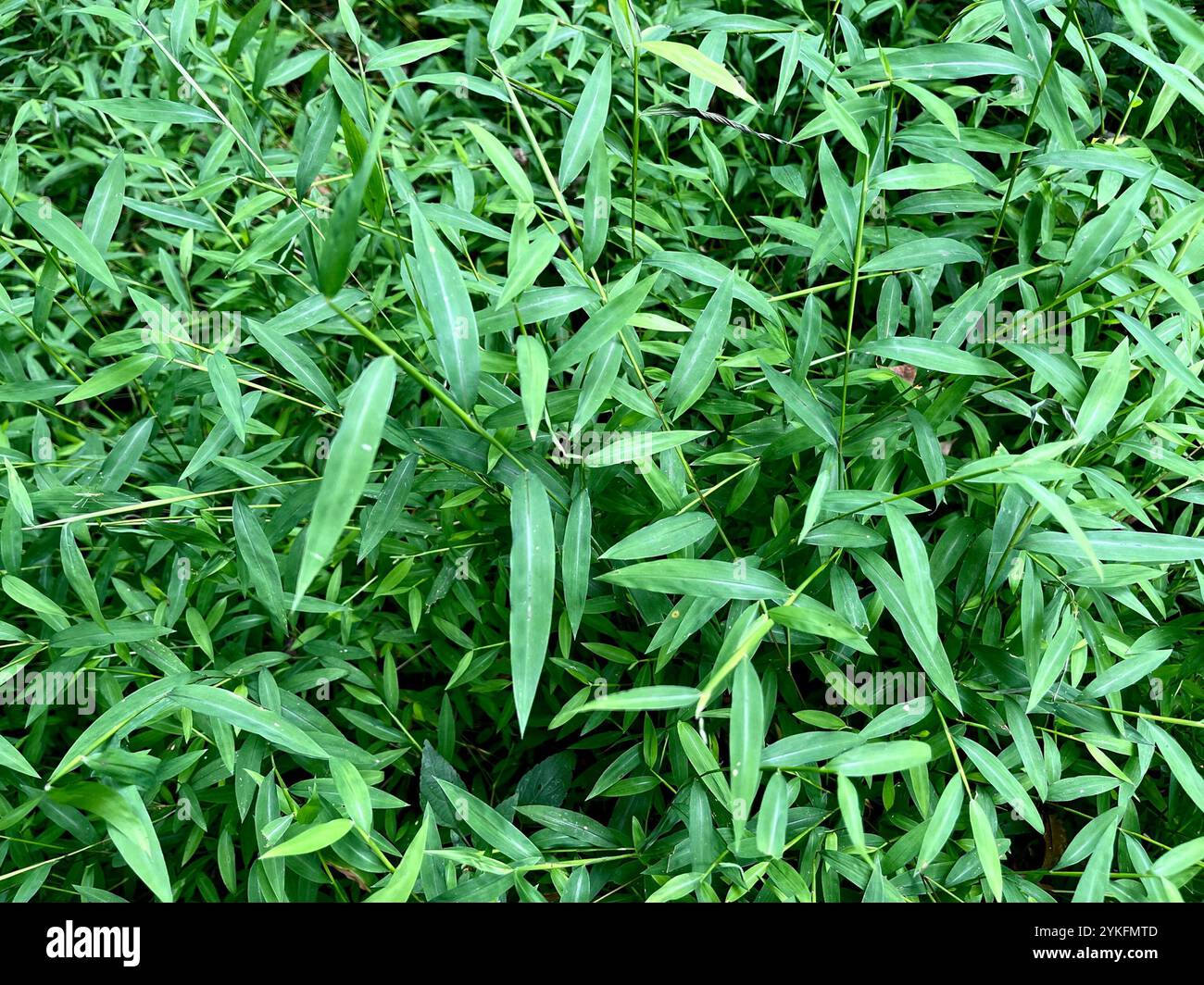 Japanese stiltgrass (Microstegium vimineum Stock Photo - Alamy