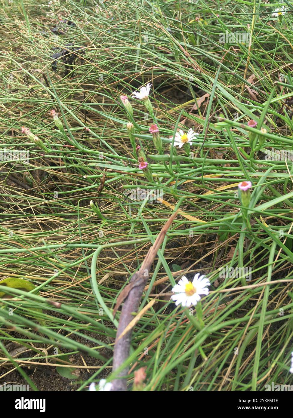 Perennial Saltmarsh Aster (Symphyotrichum tenuifolium Stock Photo - Alamy
