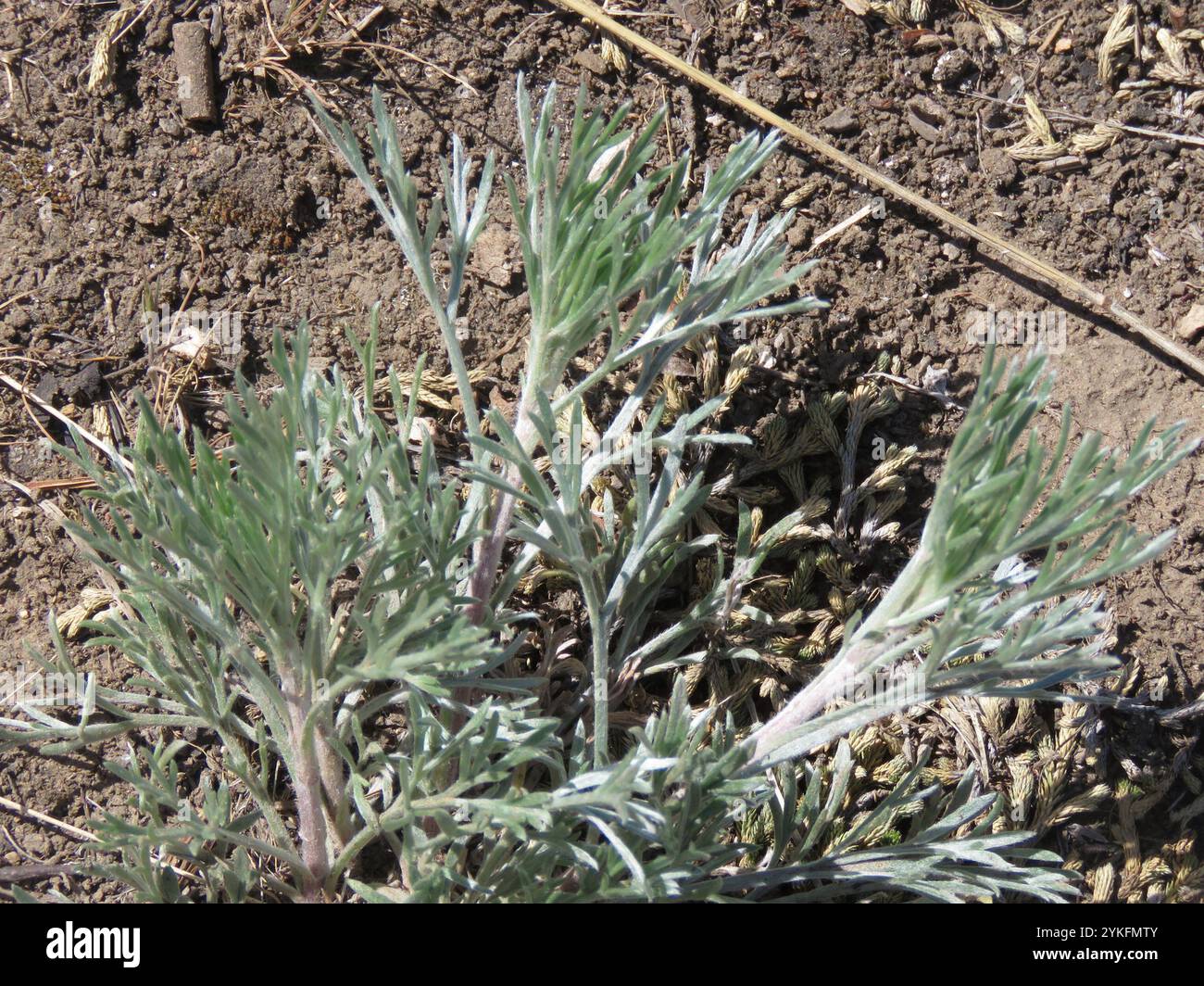 Field Sagewort (Artemisia campestris Stock Photo - Alamy