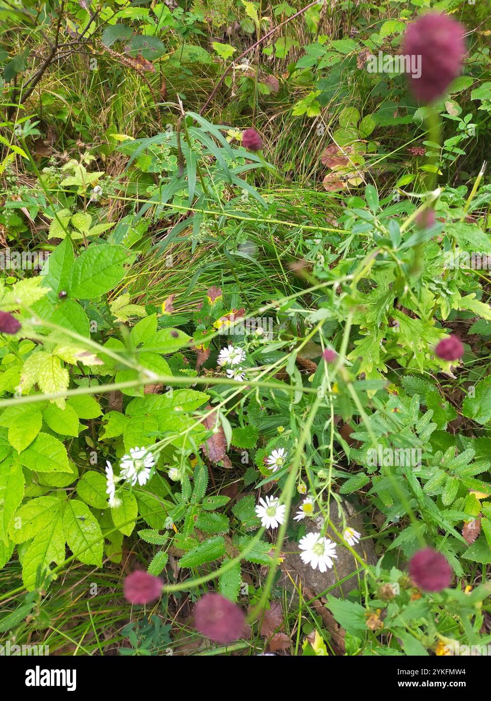 Great burnet (Sanguisorba officinalis Stock Photo - Alamy