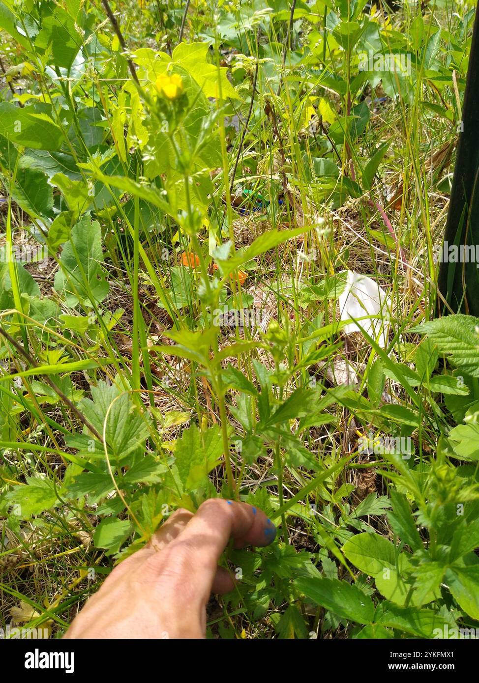 Yellow Avens (Geum aleppicum Stock Photo - Alamy