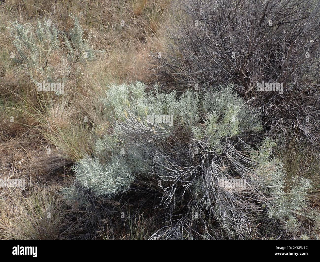 Rubber Rabbitbrush (Ericameria nauseosa Stock Photo - Alamy