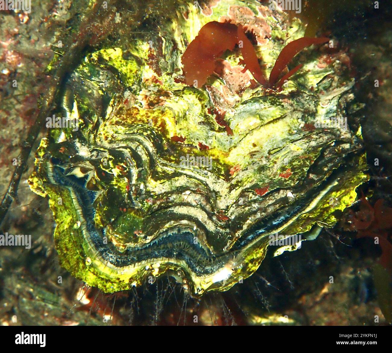 Pacific Oyster (Magallana gigas Stock Photo - Alamy