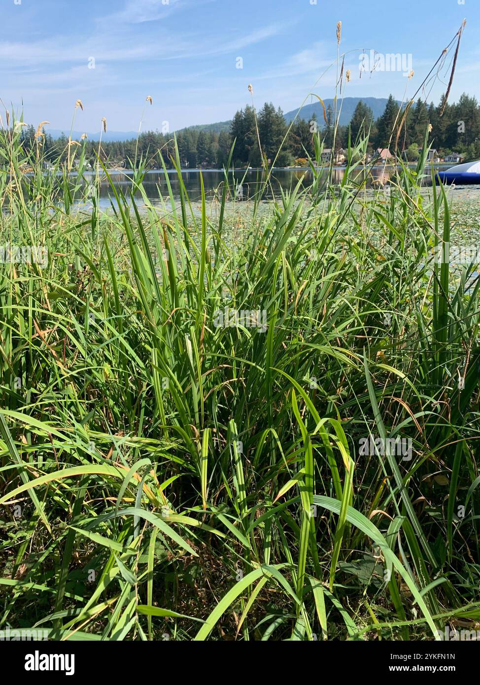 Hanging sedge (Carex pendula Stock Photo - Alamy