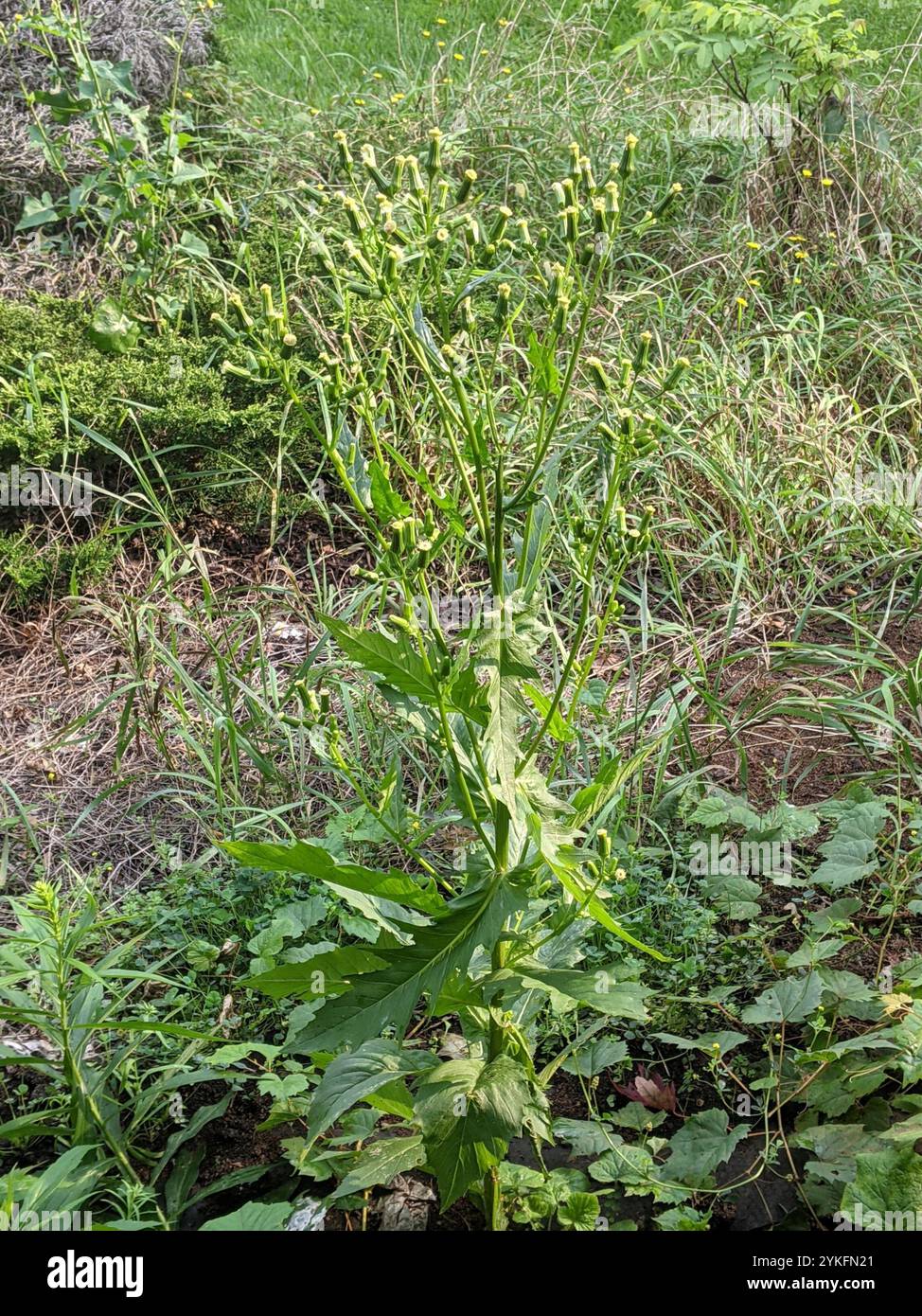 American burnweed (Erechtites hieraciifolius Stock Photo - Alamy