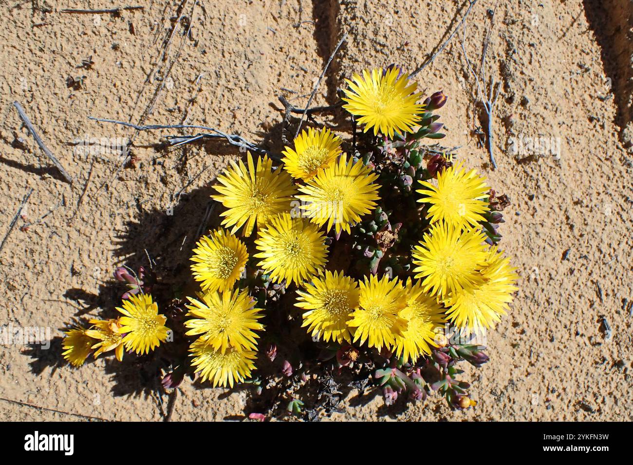 Lampranthus glaucus hi-res stock photography and images - Alamy