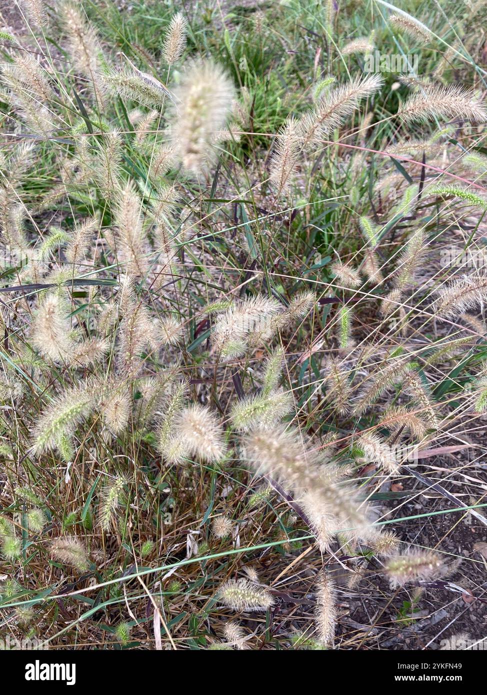 knotroot bristlegrass (Setaria parviflora Stock Photo - Alamy