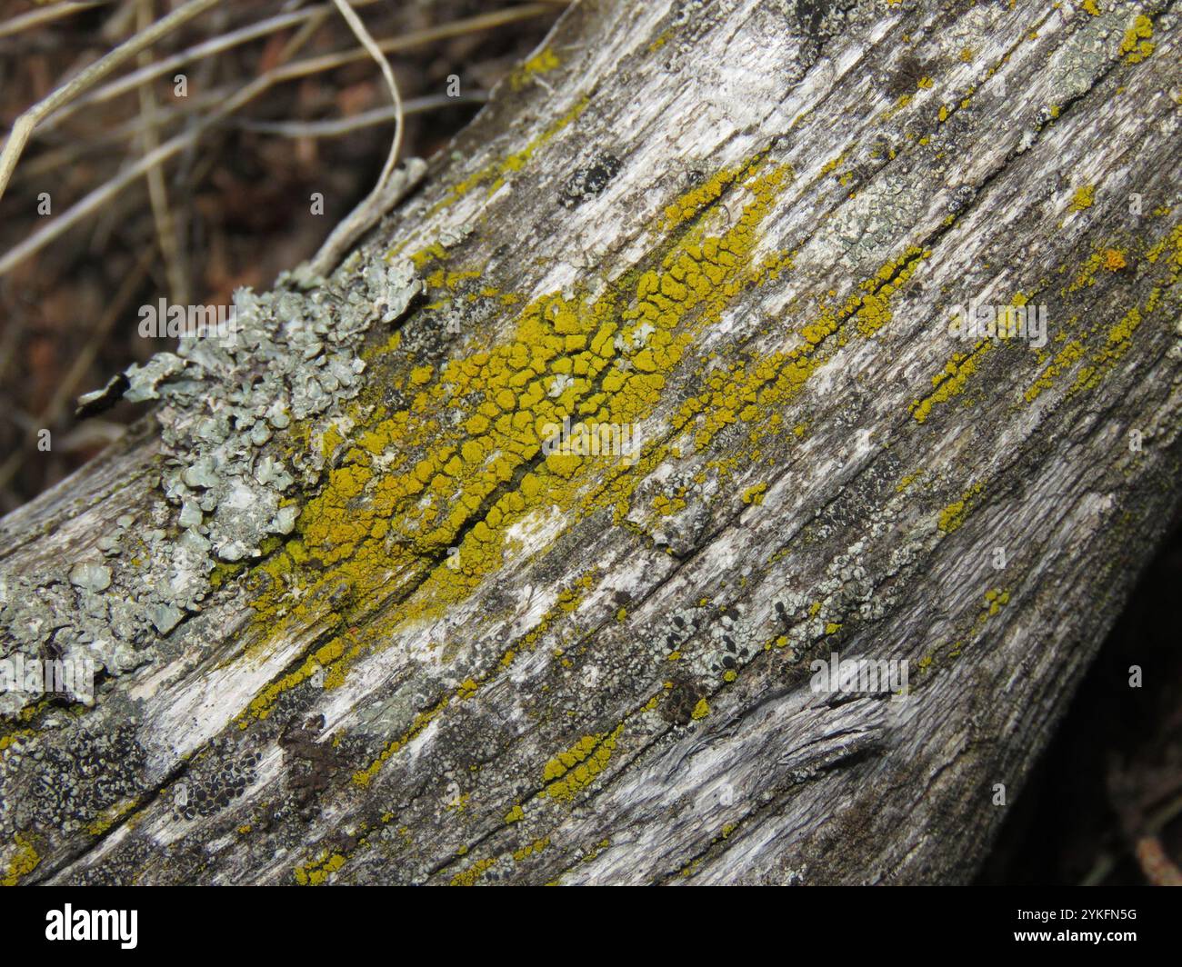gold dust lichen (Chrysothrix candelaris Stock Photo - Alamy