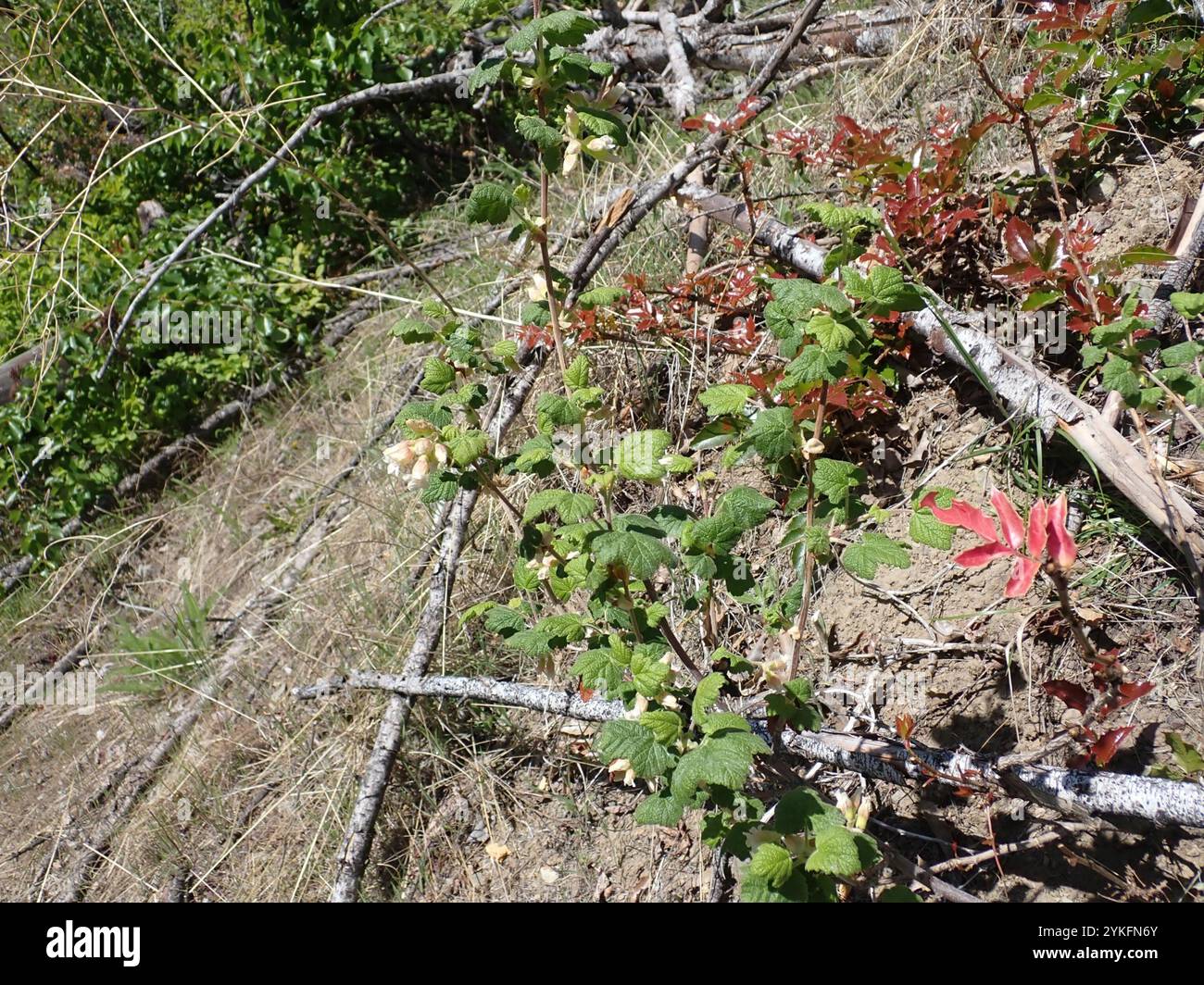 sticky currant (Ribes viscosissimum Stock Photo - Alamy