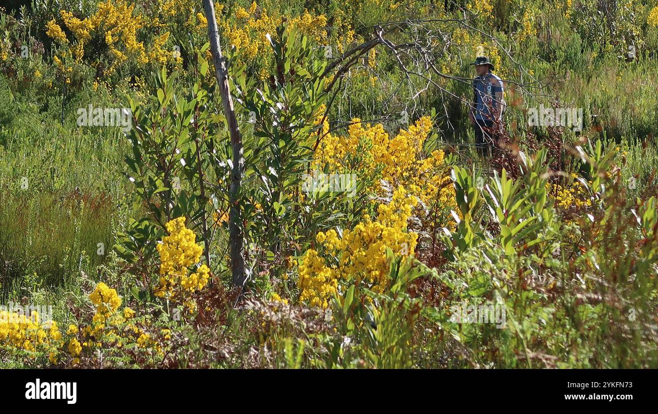 Vlei Honeybush (Cyclopia subternata Stock Photo - Alamy