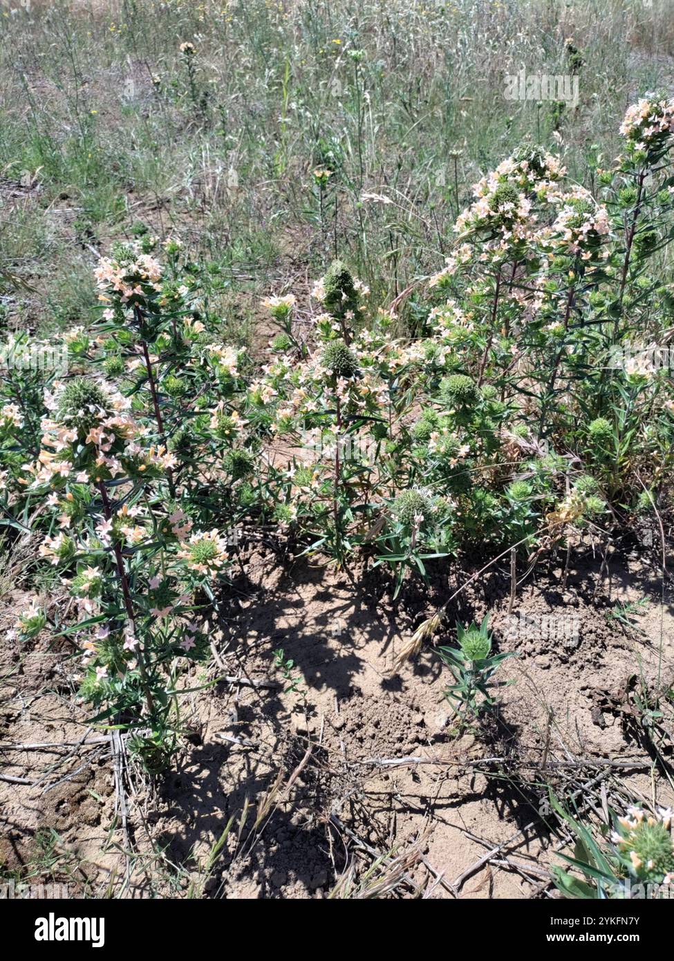 grand collomia (Collomia grandiflora Stock Photo - Alamy